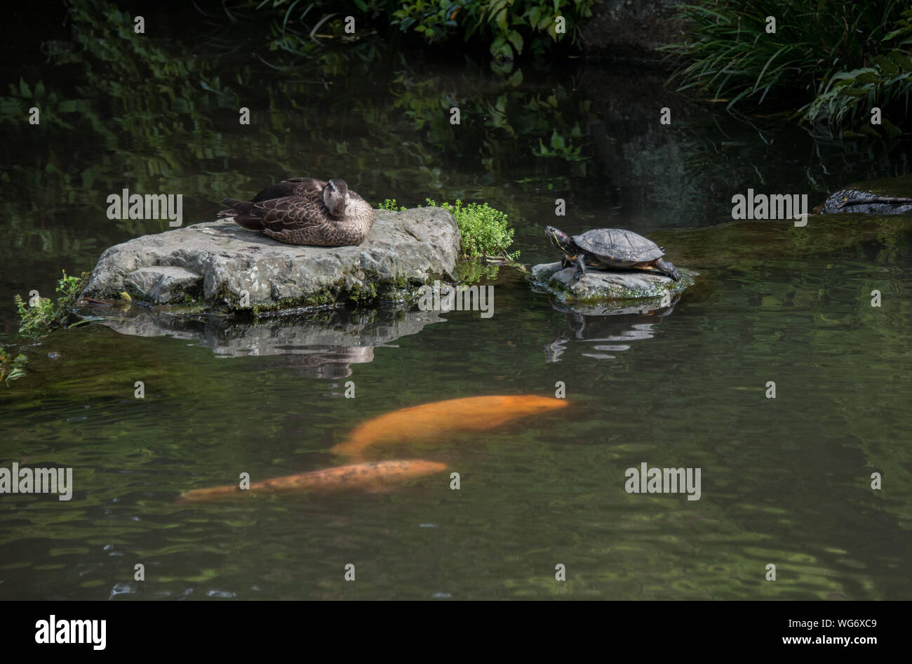 Mallard duck wild turtle in hi-res stock photography and images - Alamy