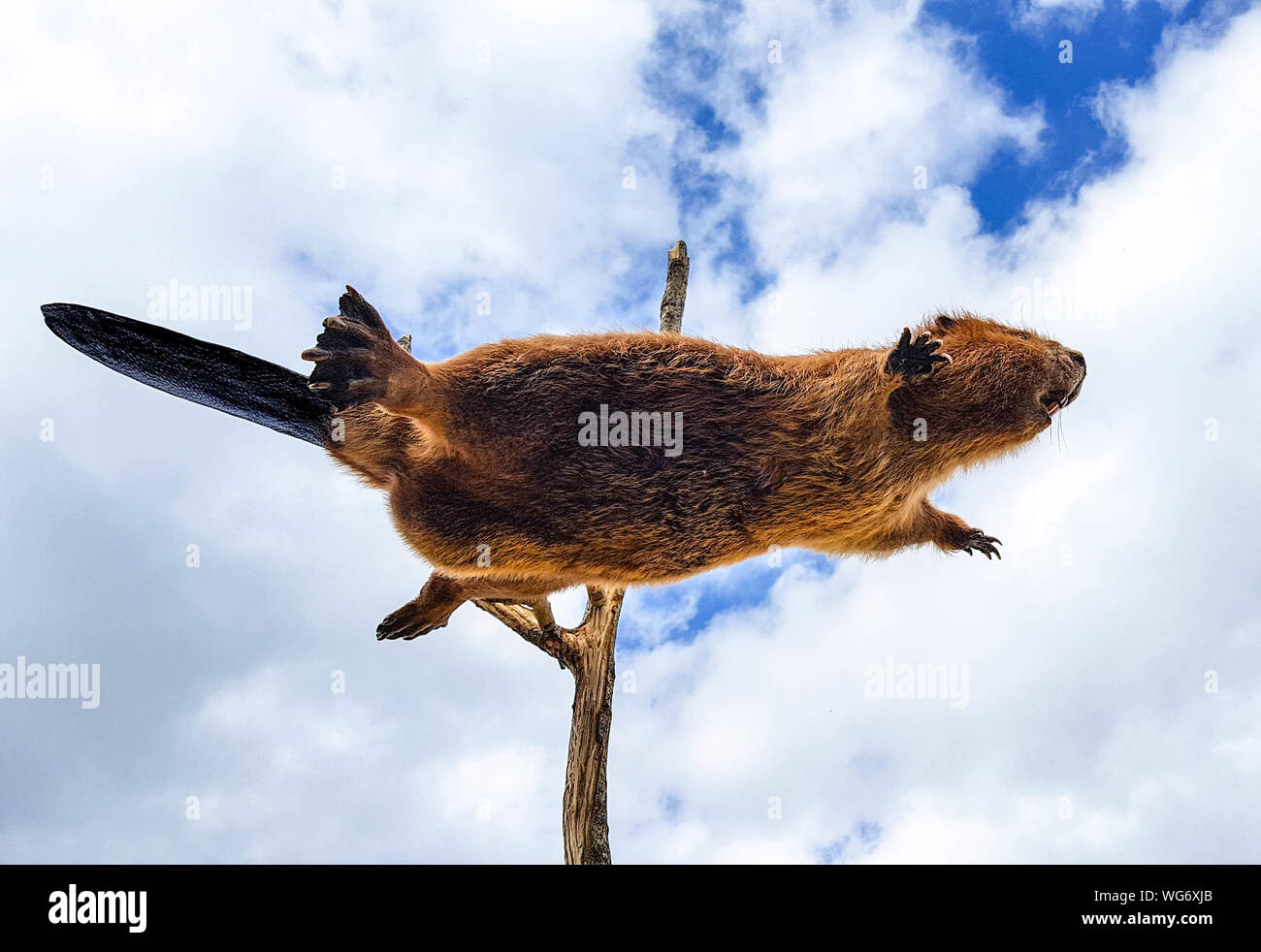 Jumping otter hi-res stock photography and images - Alamy