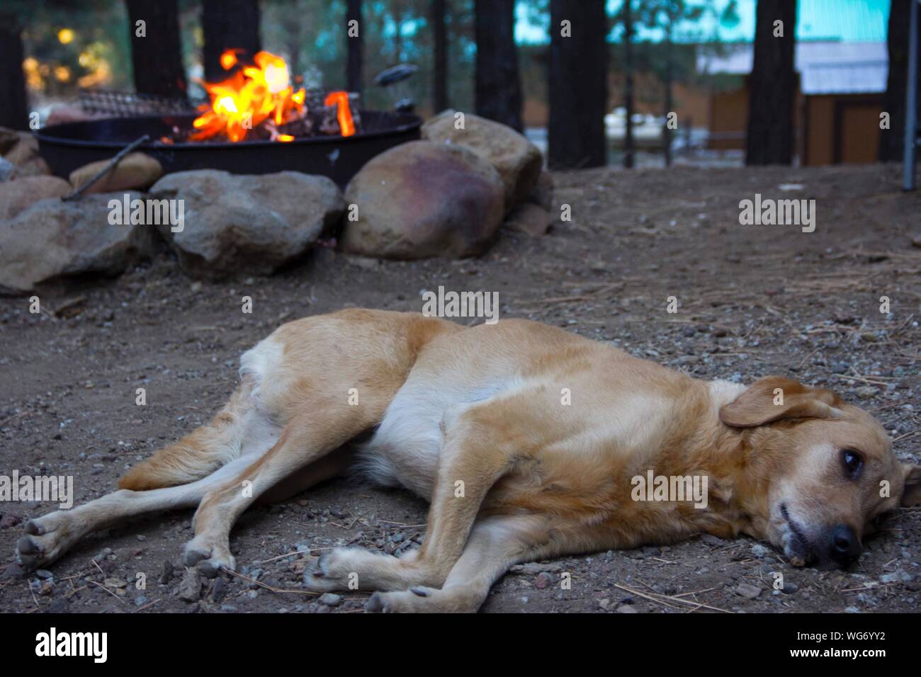 Campfire animals hi-res stock photography and images - Alamy