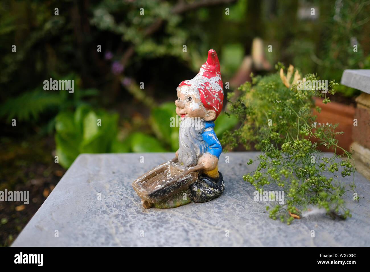 August 2019 - British garden Gnome with wheel barrow as a garden ...