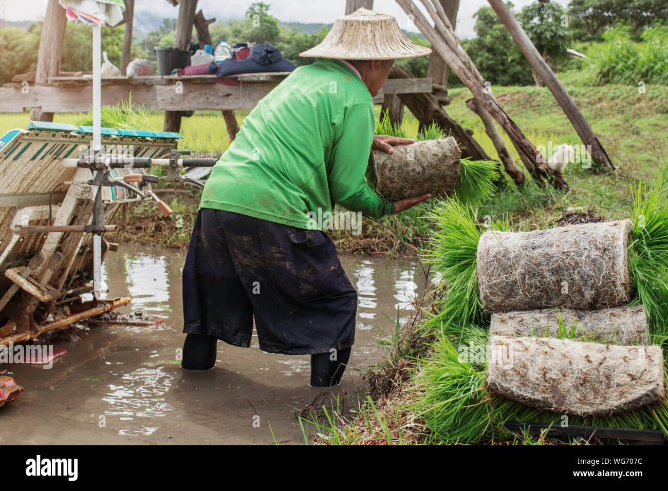 Farmer working in rice paddy hi-res stock photography and images - Alamy