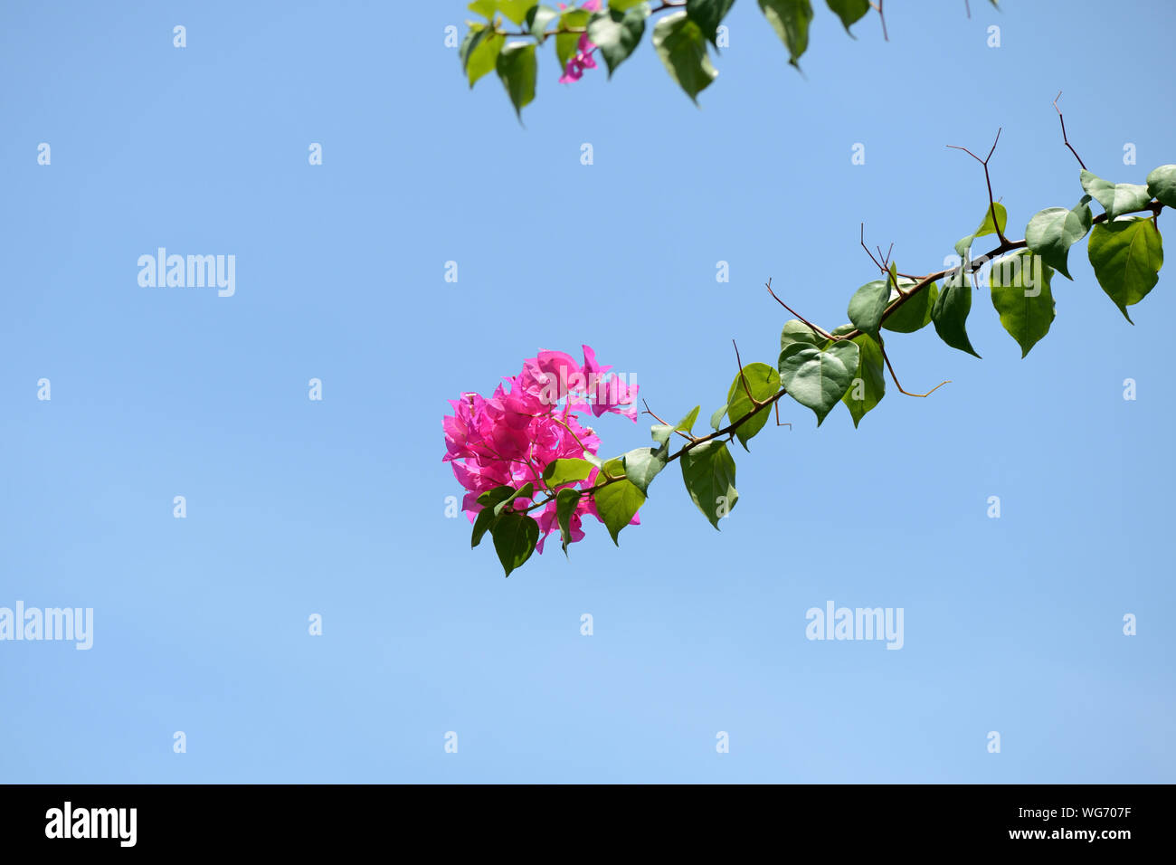 Bougainvillea flowers plant close hi-res stock photography and images ...