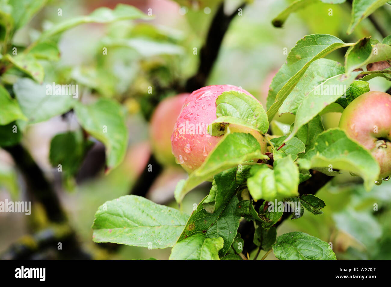 After rain apple hi-res stock photography and images - Alamy