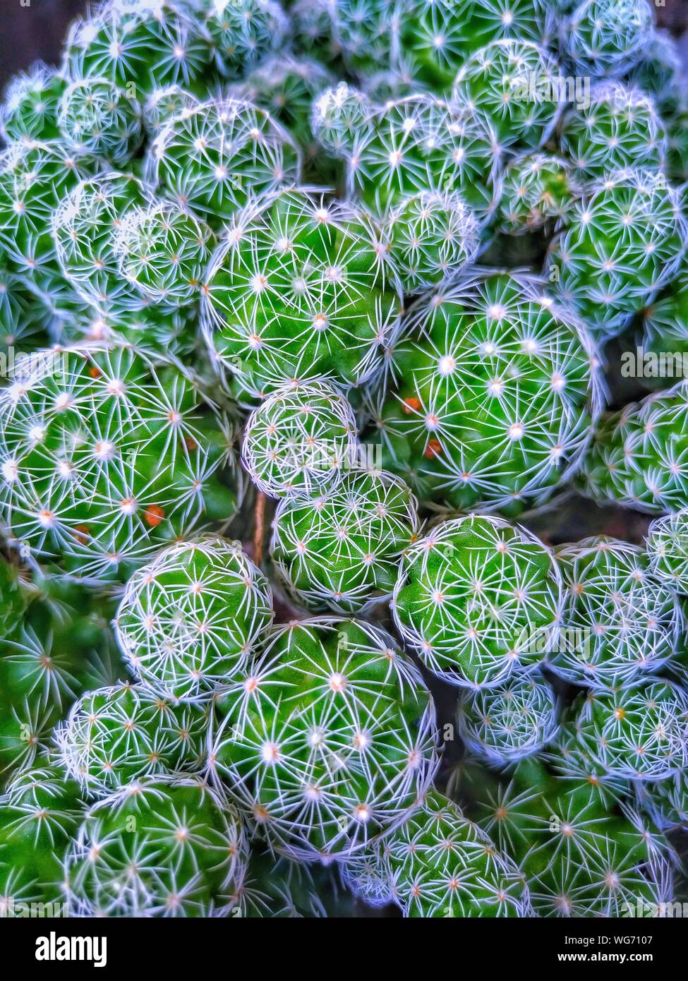Cacti of brazil hi-res stock photography and images - Alamy