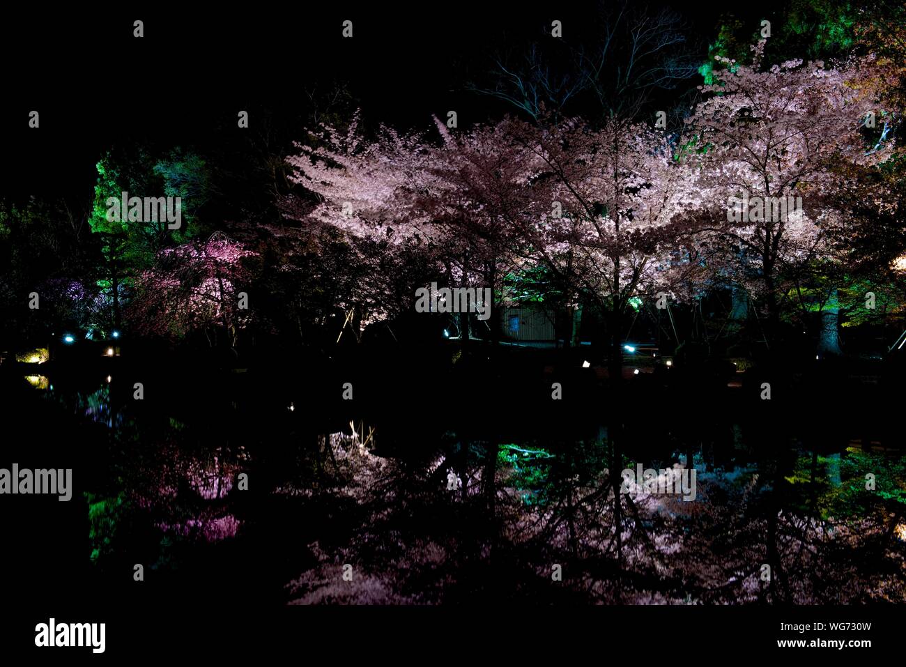 Illuminated cherry blossom hi-res stock photography and images - Alamy