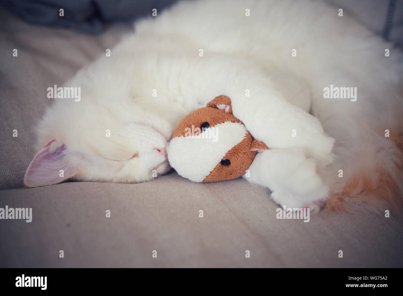 Domestic cat sleeping teddy bear hi-res stock photography and images ...