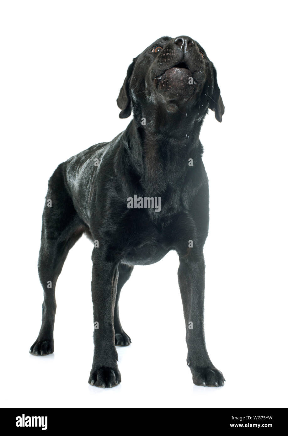 Dog White Background Barking High Resolution Stock Photography and ...