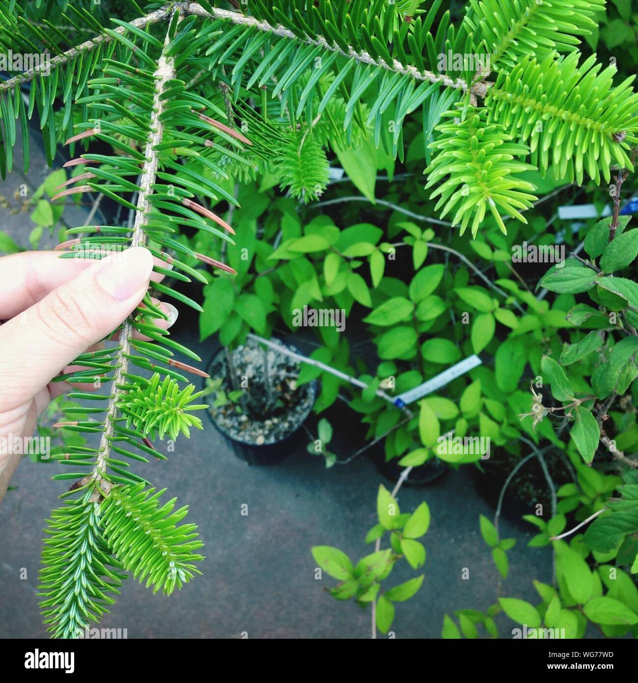 Person Touching Tree Branch High Resolution Stock Photography and ...