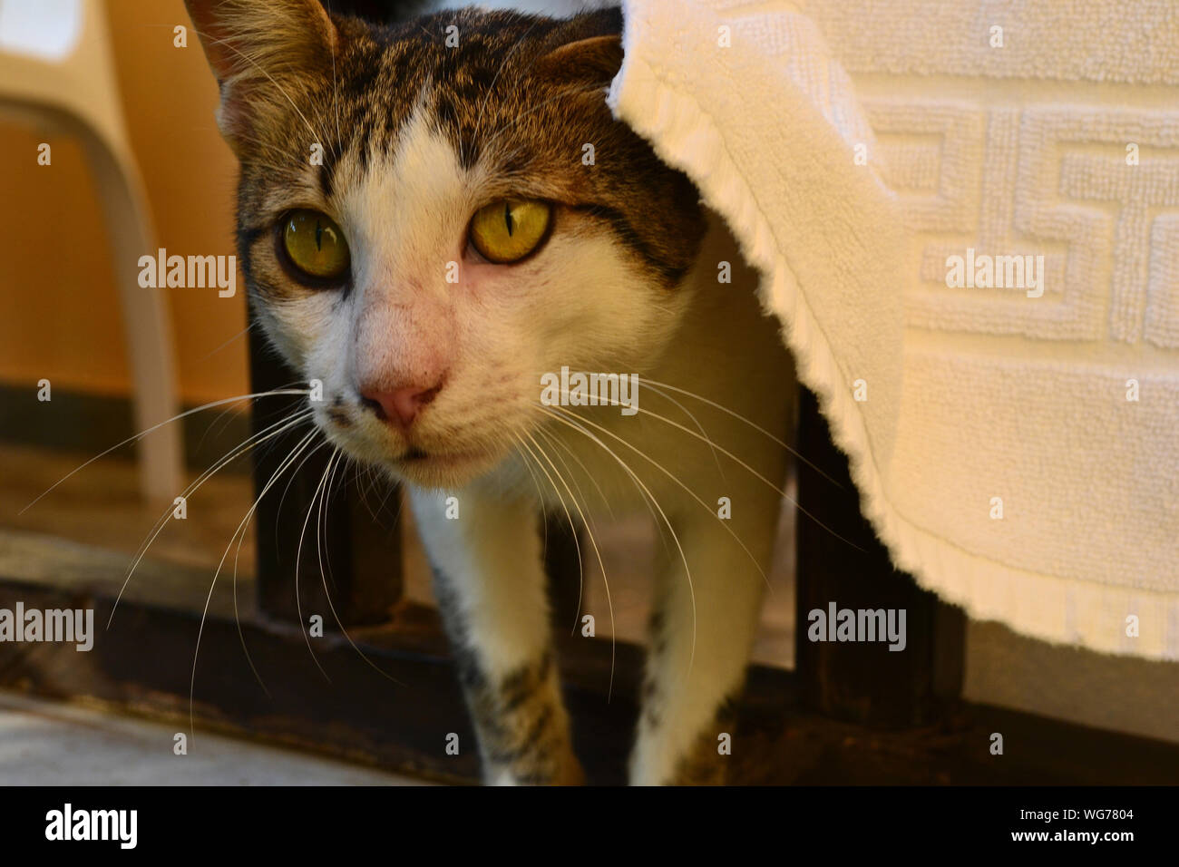 Kitten under table hi-res stock photography and images - Alamy