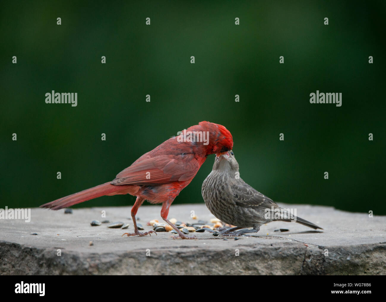 Two Cardinals Bird High Resolution Stock Photography and Images - Alamy