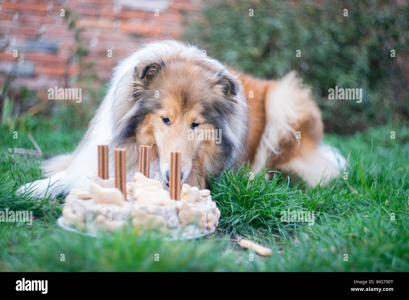Adorable gold rough collie eating her birthday cake, 4 years old Stock ...