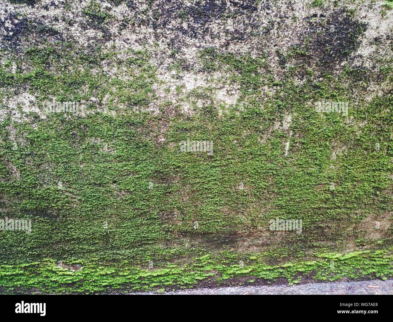 Moss covered wall hi-res stock photography and images - Alamy
