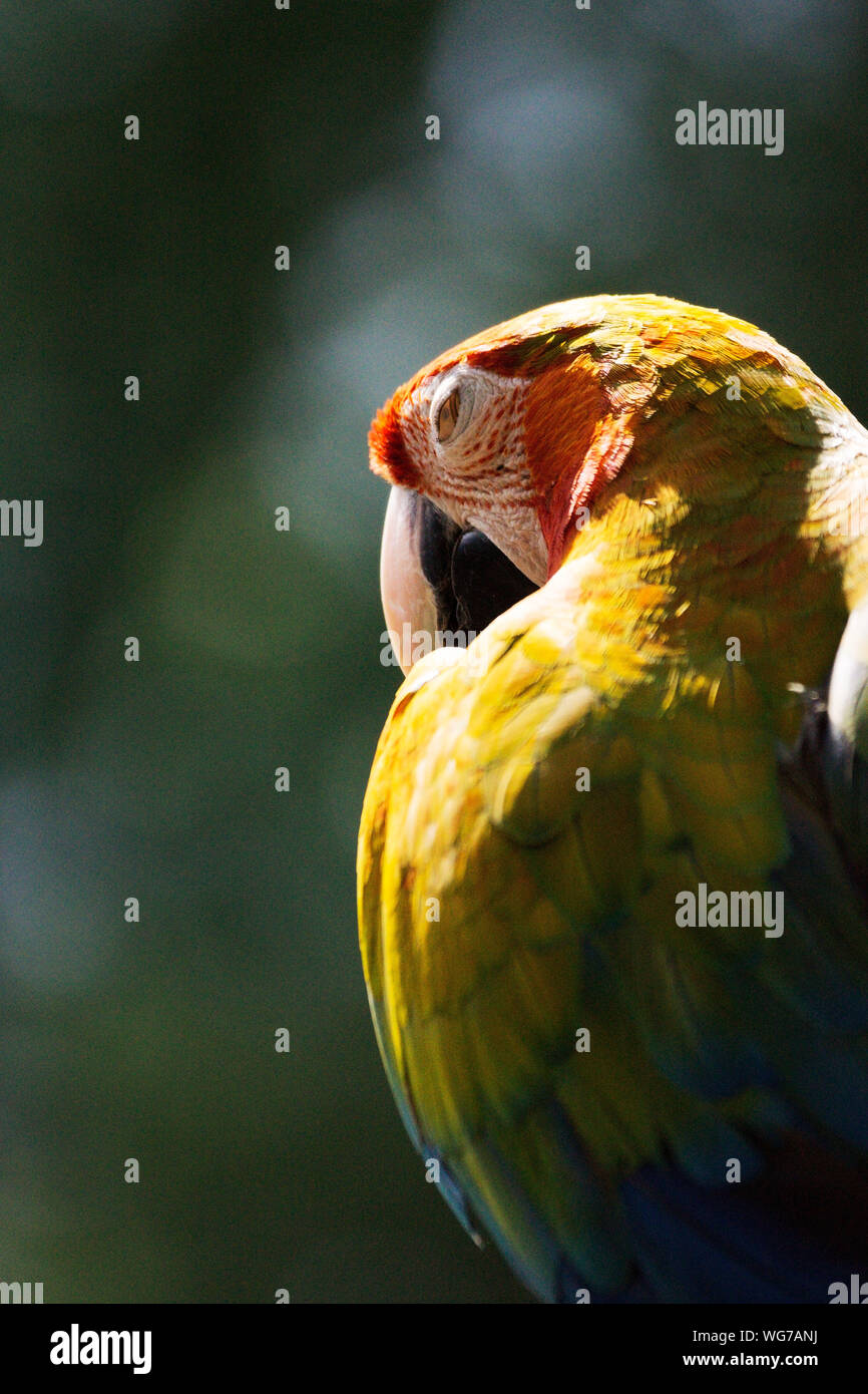 Closed parrot hi-res stock photography and images - Alamy