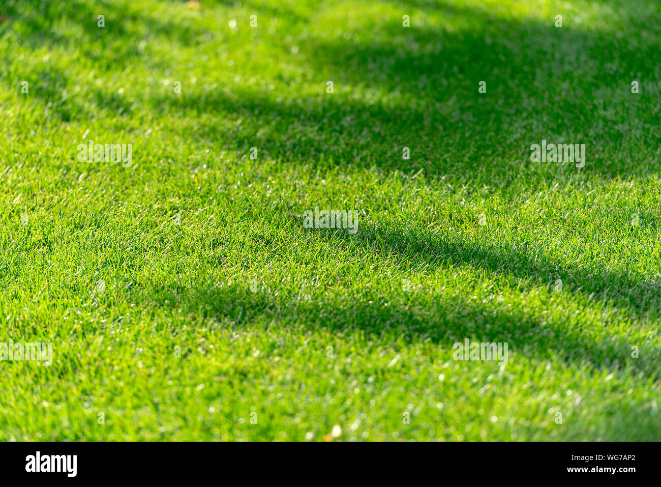 Abstract Shadows on green Summer Grass, texture of Grass Field ...
