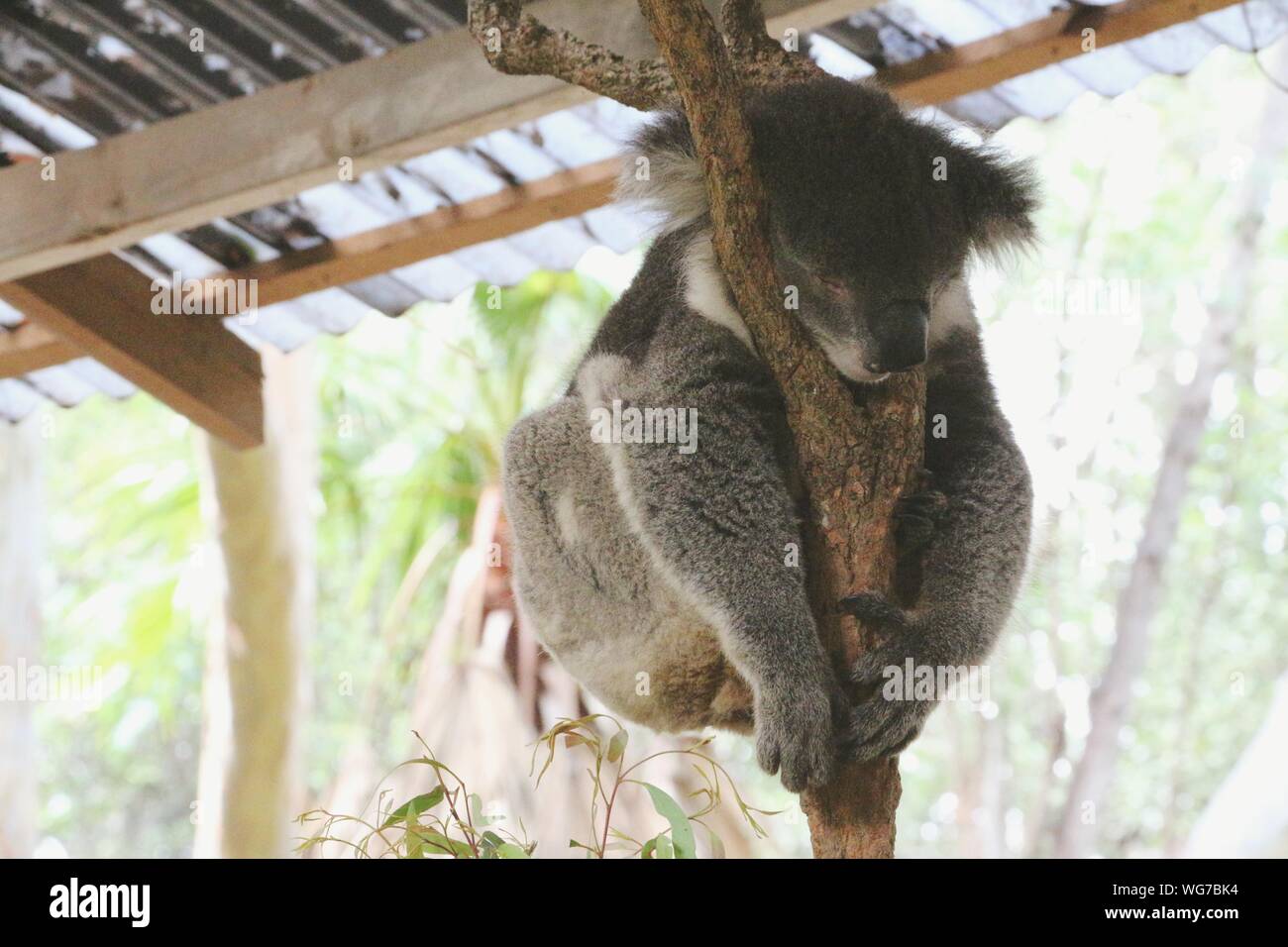 Koala hanging in tree hi-res stock photography and images - Alamy
