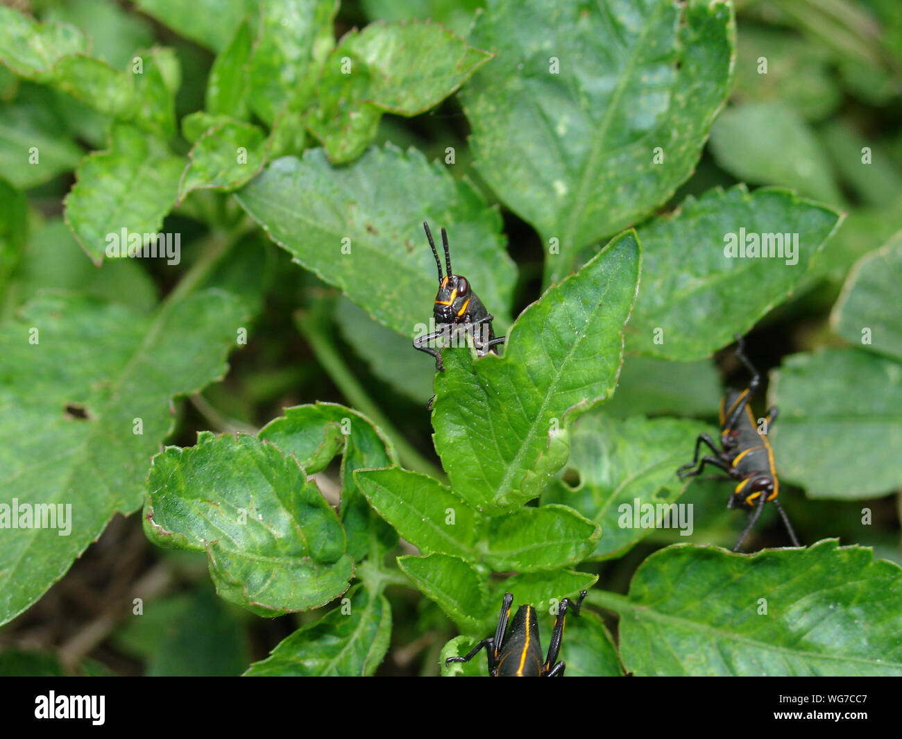 Insects and leaves hi-res stock photography and images - Alamy