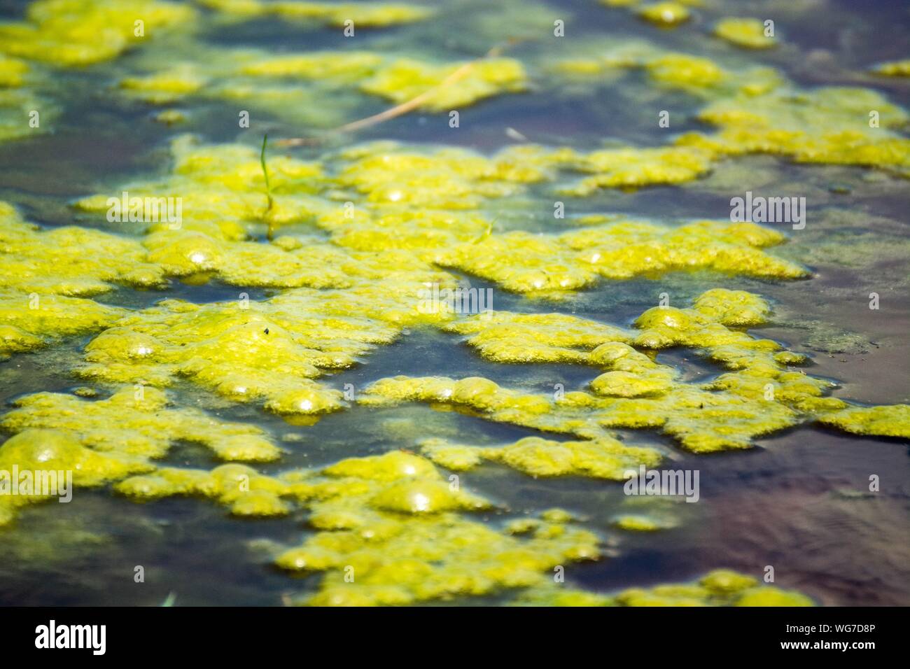 Close up of paddy field hi-res stock photography and images - Alamy