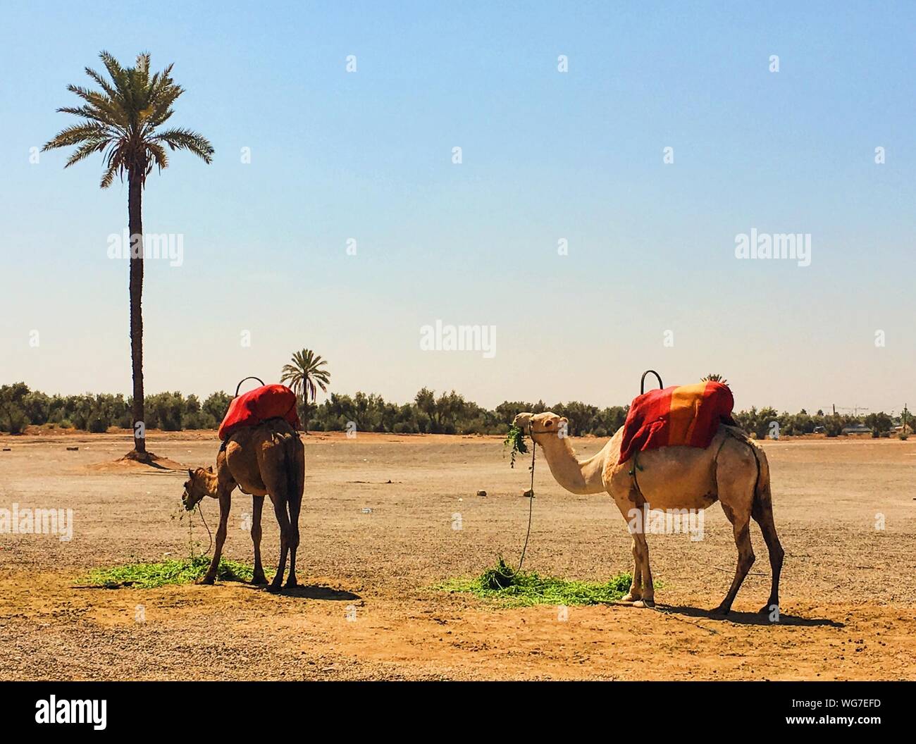Camels Eating High Resolution Stock Photography and Images - Alamy