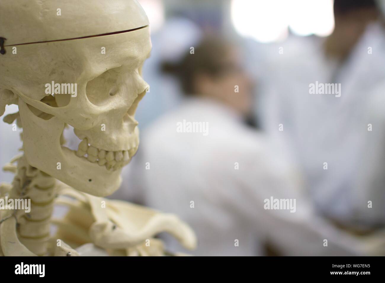 Skeleton People High Resolution Stock Photography and Images - Alamy
