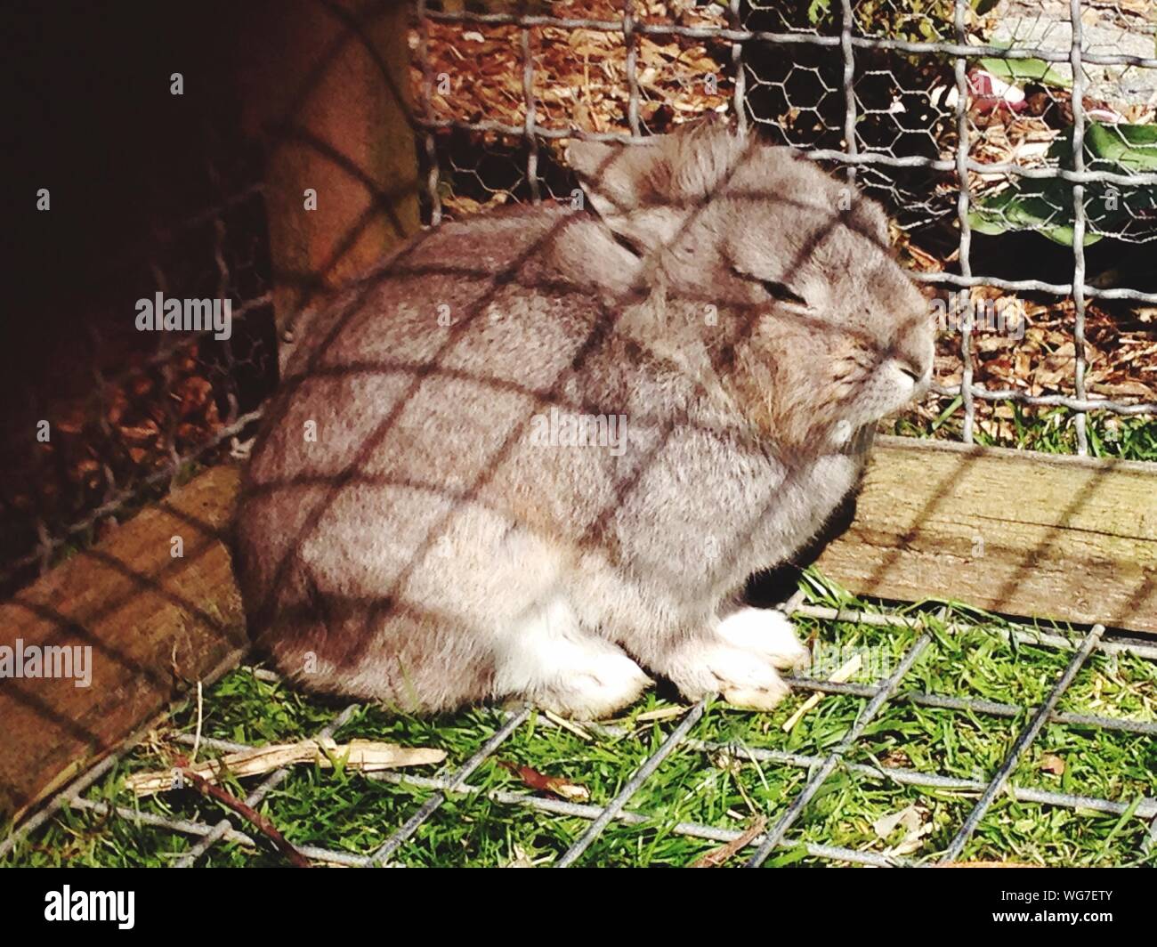 Trapped rabbit hi-res stock photography and images - Alamy