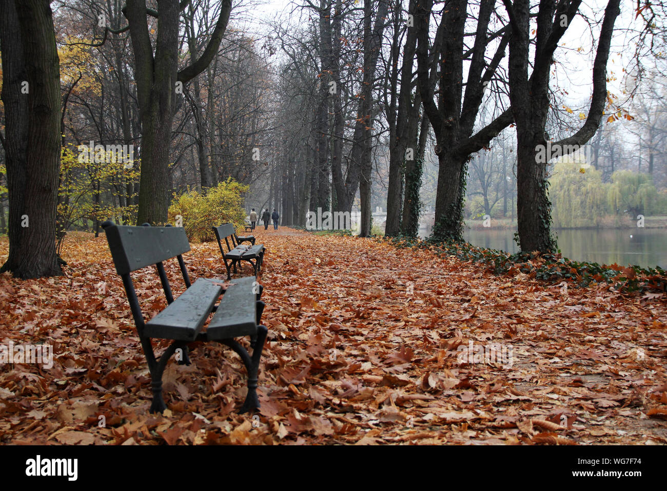 Empty of leaves hi-res stock photography and images - Alamy