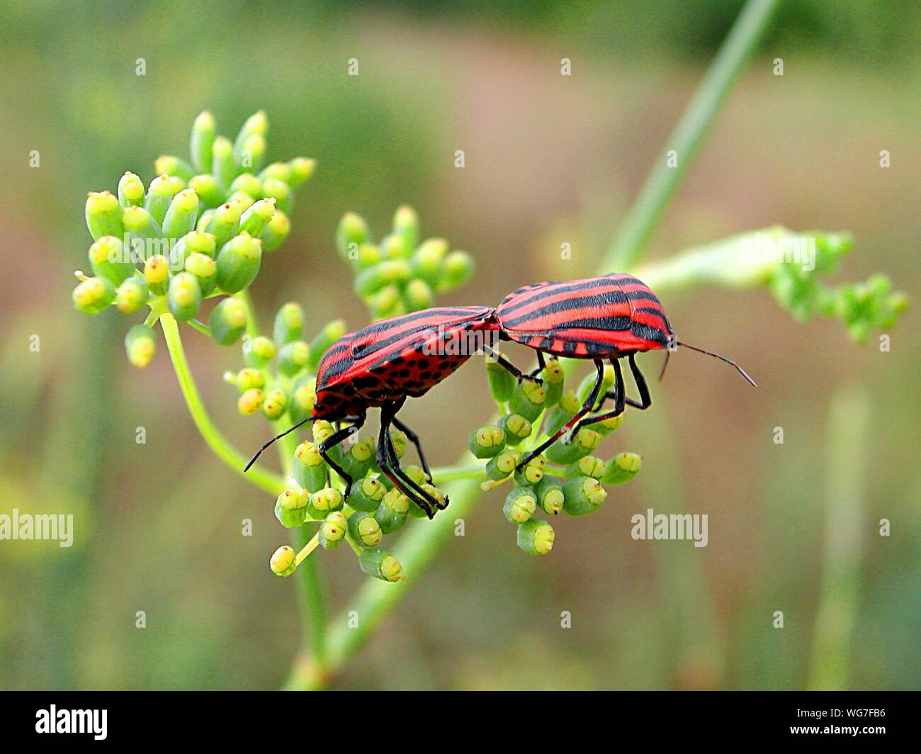 Two shield bugs hi-res stock photography and images - Alamy
