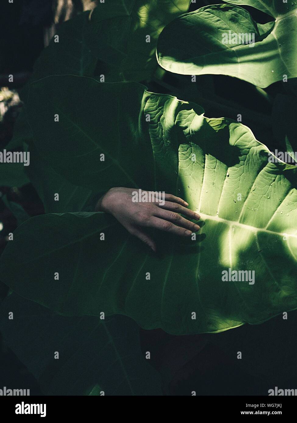 Hand and leaf hi-res stock photography and images - Alamy