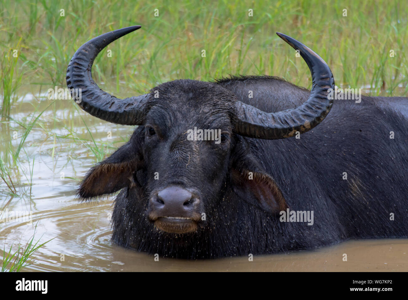 Buffalo waterfront hi-res stock photography and images - Alamy