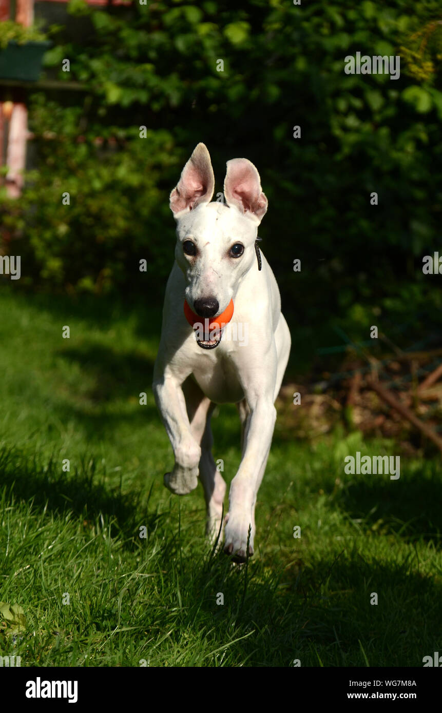 Orange white dog hi-res stock photography and images - Alamy