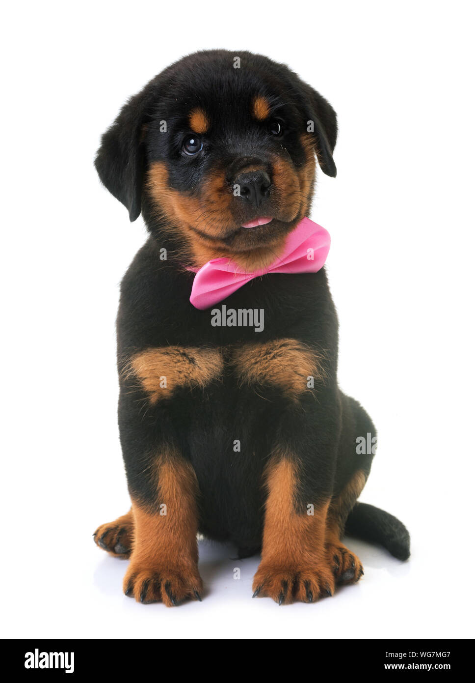 Pink bow dog hi-res stock photography and images - Alamy