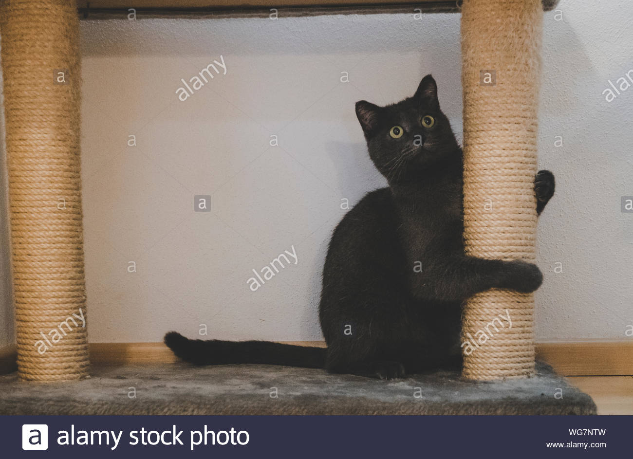 Pole Cat Stock Photos & Pole Cat Stock Images - Alamy