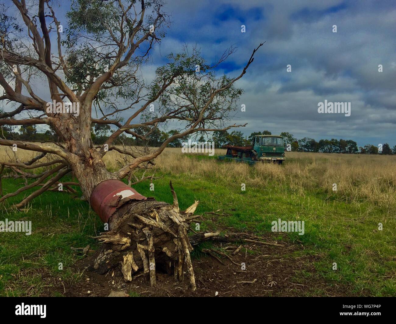 Australia tree growth hi-res stock photography and images - Alamy