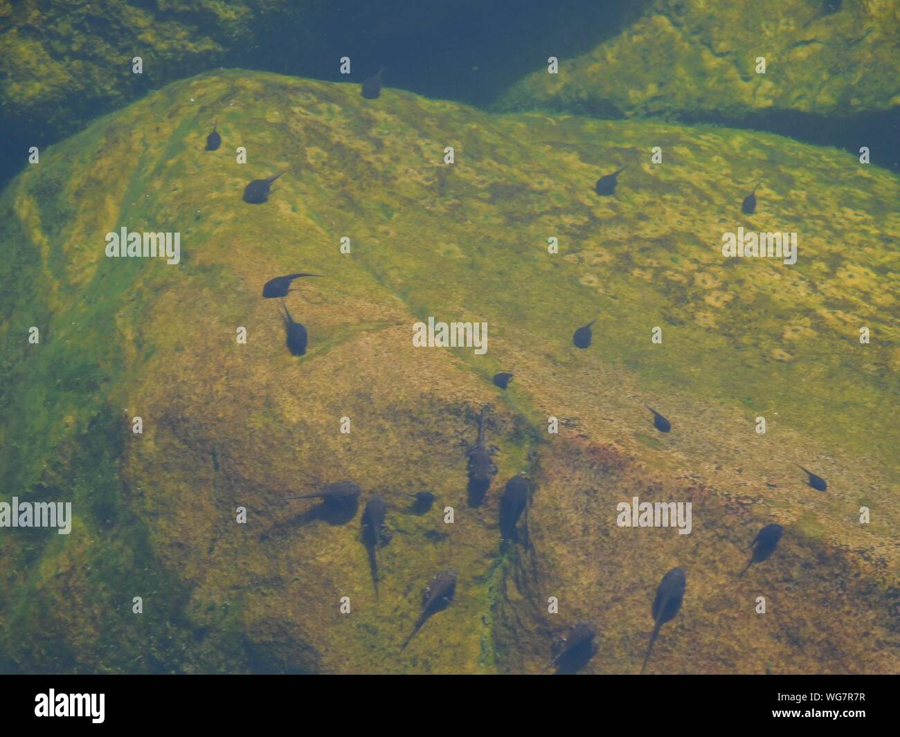 Group Of Young Tadpoles High Resolution Stock Photography and Images ...