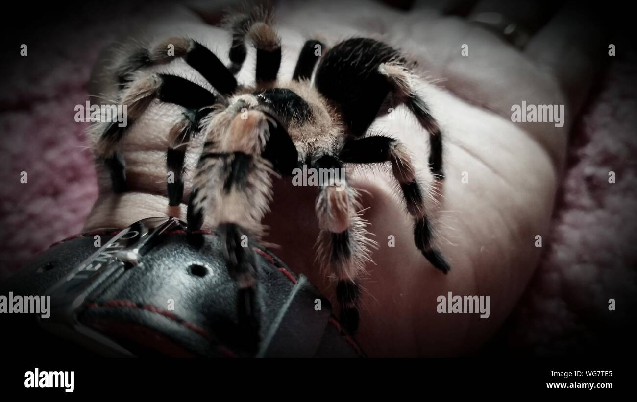 Palm Spider High Resolution Stock Photography and Images - Alamy