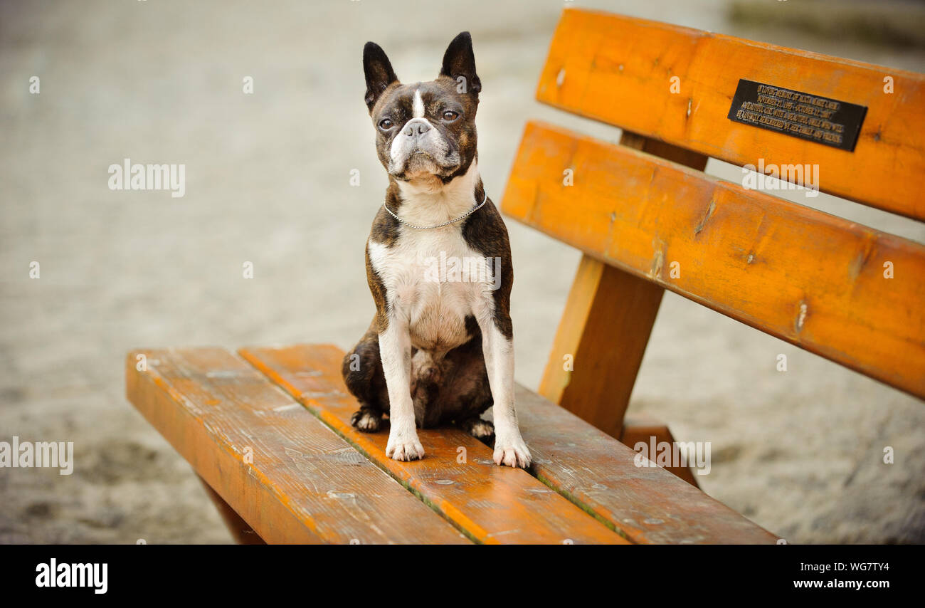 Sitting boxer dog hi-res stock photography and images - Alamy