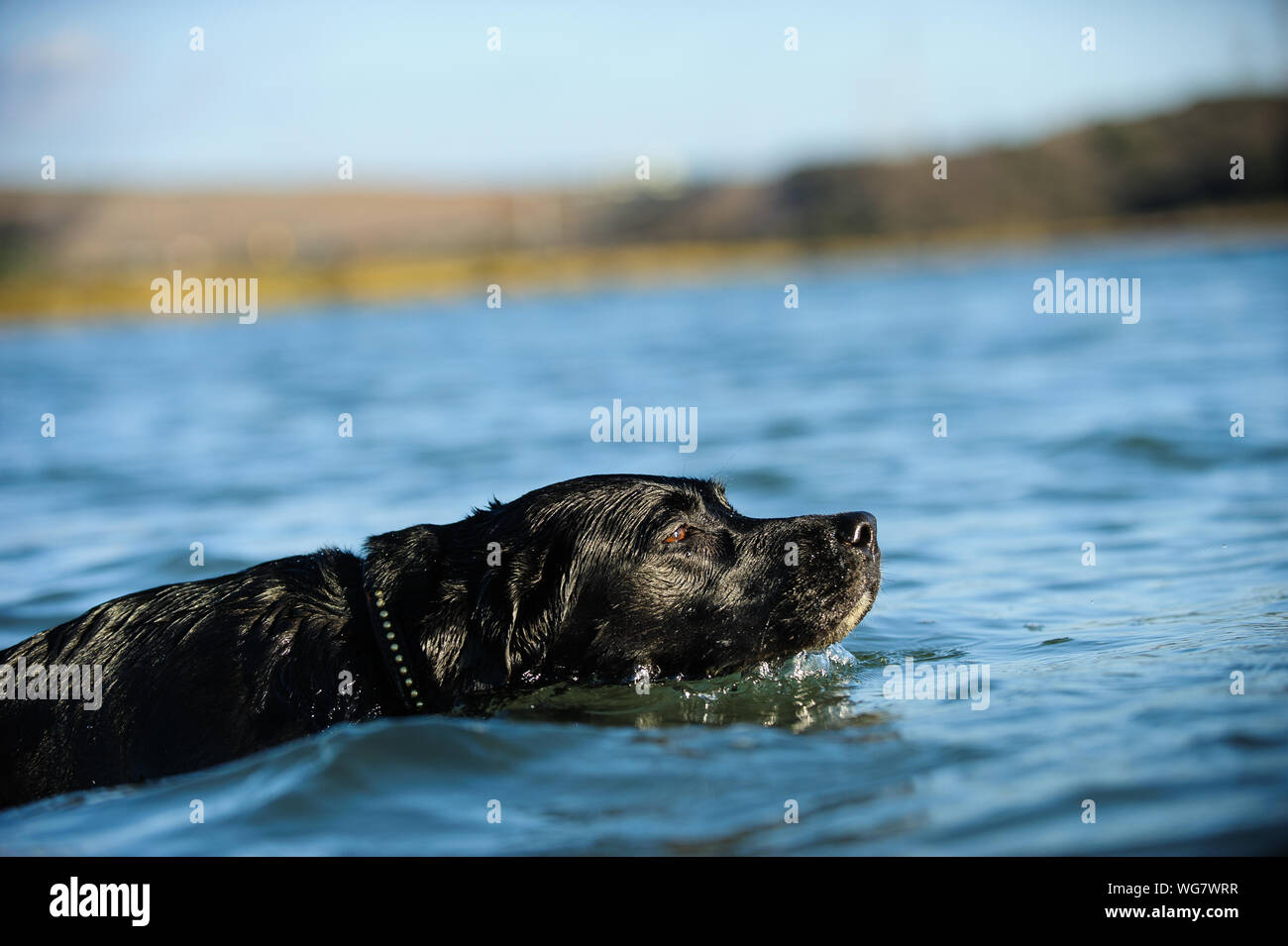 Black labrador dog in the sea hi-res stock photography and images - Alamy
