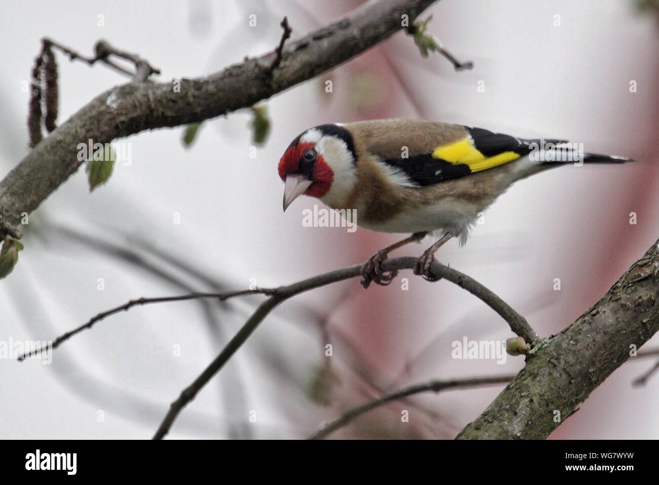 Goldfinch tree hi-res stock photography and images - Alamy