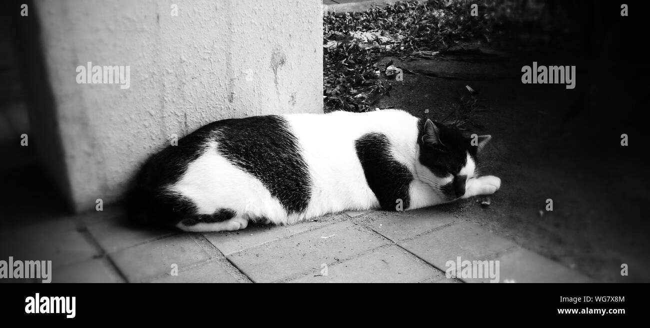 Cat Sleeping Outside Stock Photo - Alamy