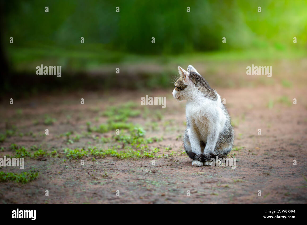 Cats face left sit on hi-res stock photography and images - Alamy