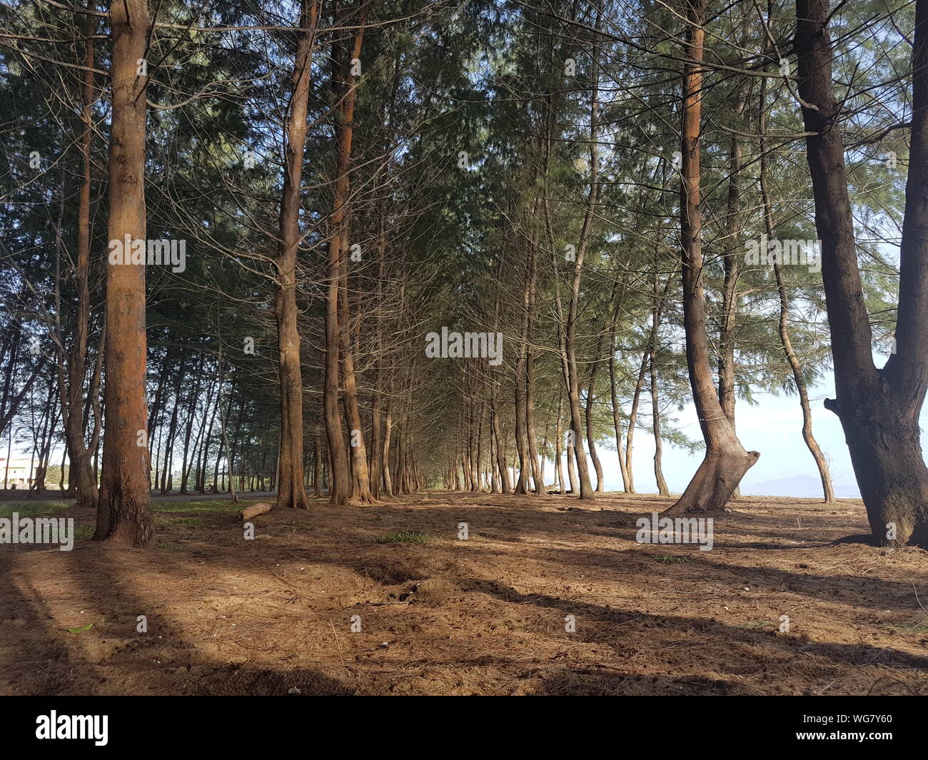 Trees In Forest Stock Photo - Alamy