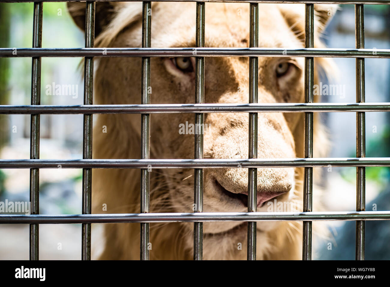 A sad lioness in the cage of the zoo. A lonely lioness is locked up ...