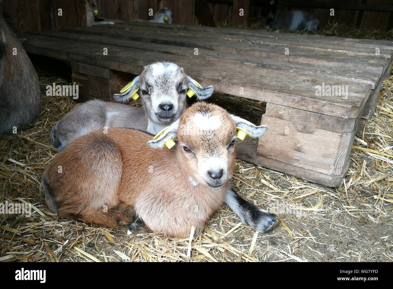 Portrait Of Kid Goats Sitting At Barn Stock Photo - Alamy