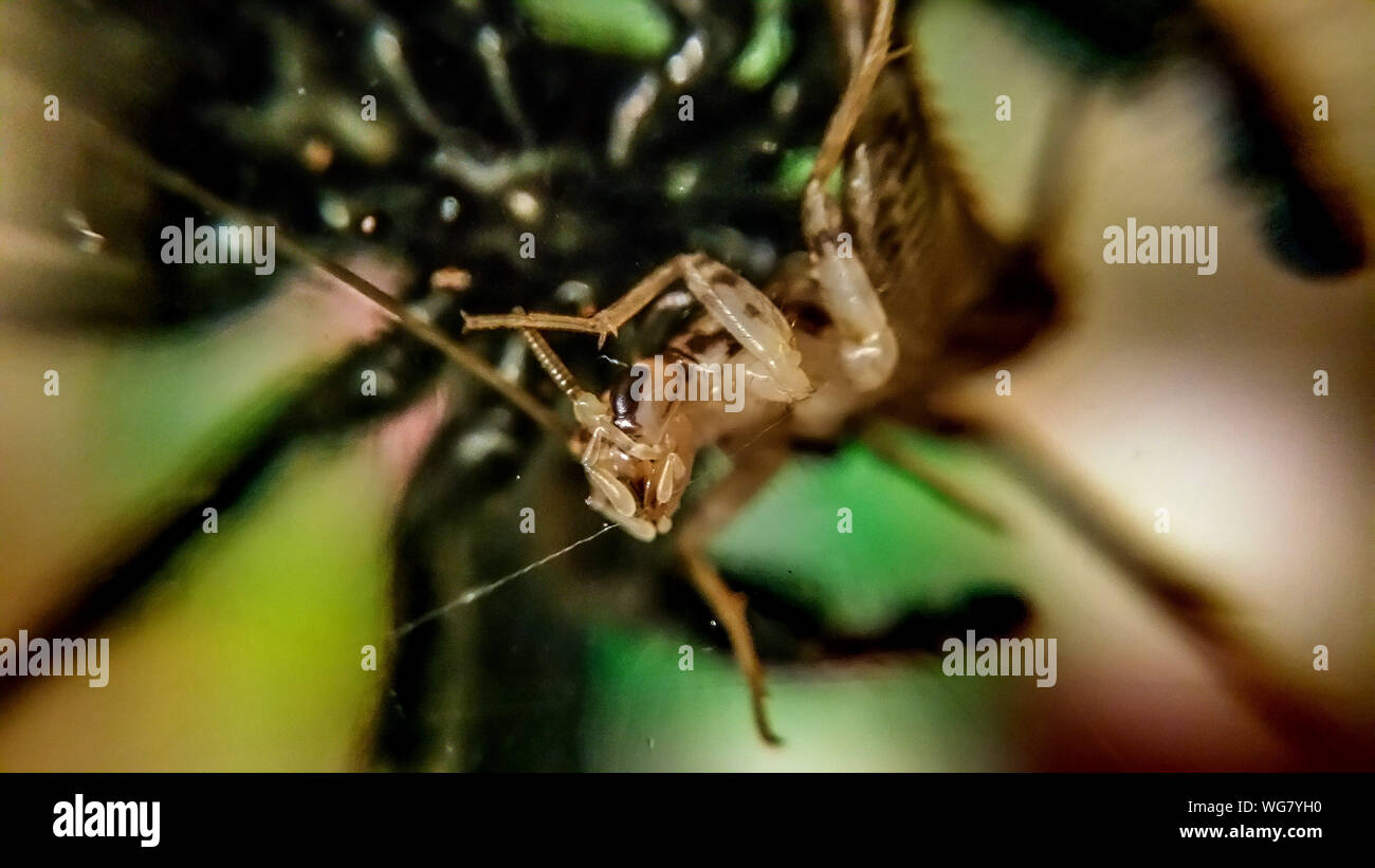 Attacking spider hi-res stock photography and images - Alamy