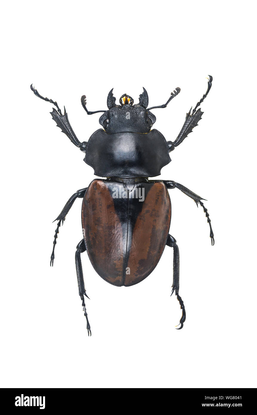 Beetle in black studio hi-res stock photography and images - Alamy