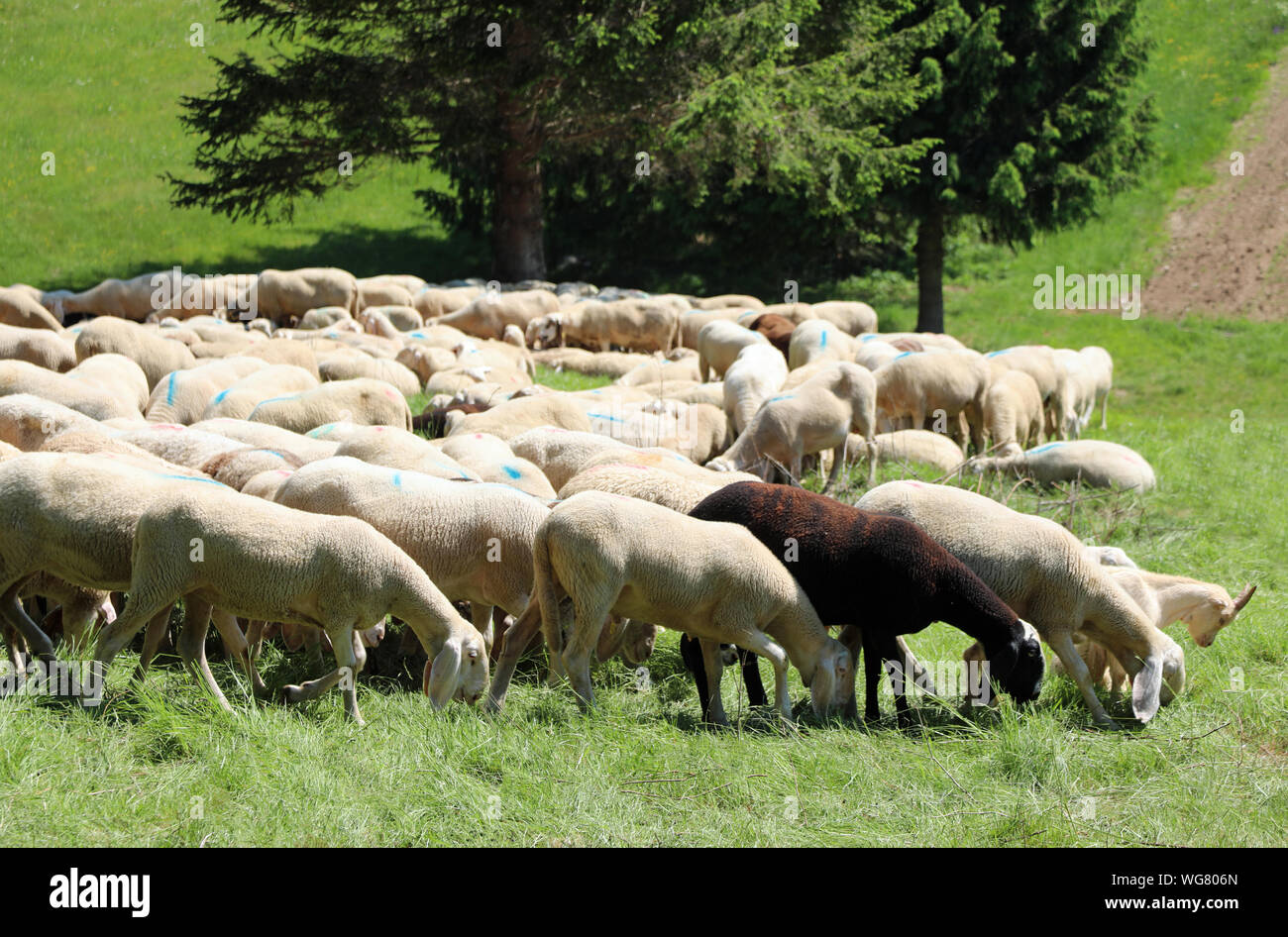 Flock of many white sheep grazes on the mountain meadow Stock Photo - Alamy