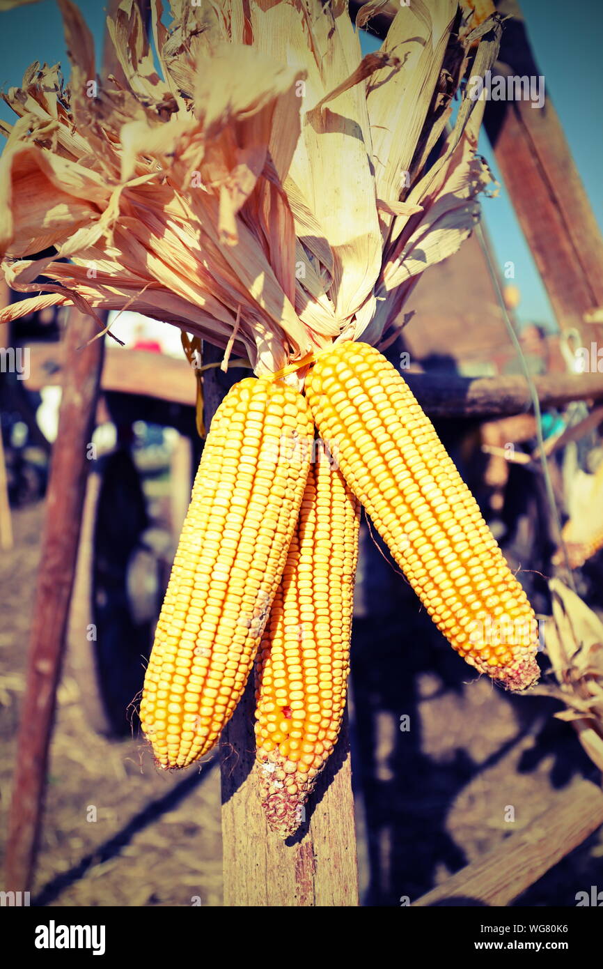 mature dry yellow corn with corn seeds tied to the old cart farm in ...