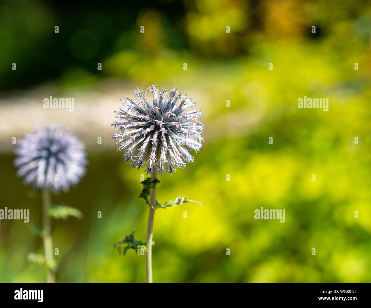 Echinops, also known as Kugeldistel in Germany stand in a park during a ...