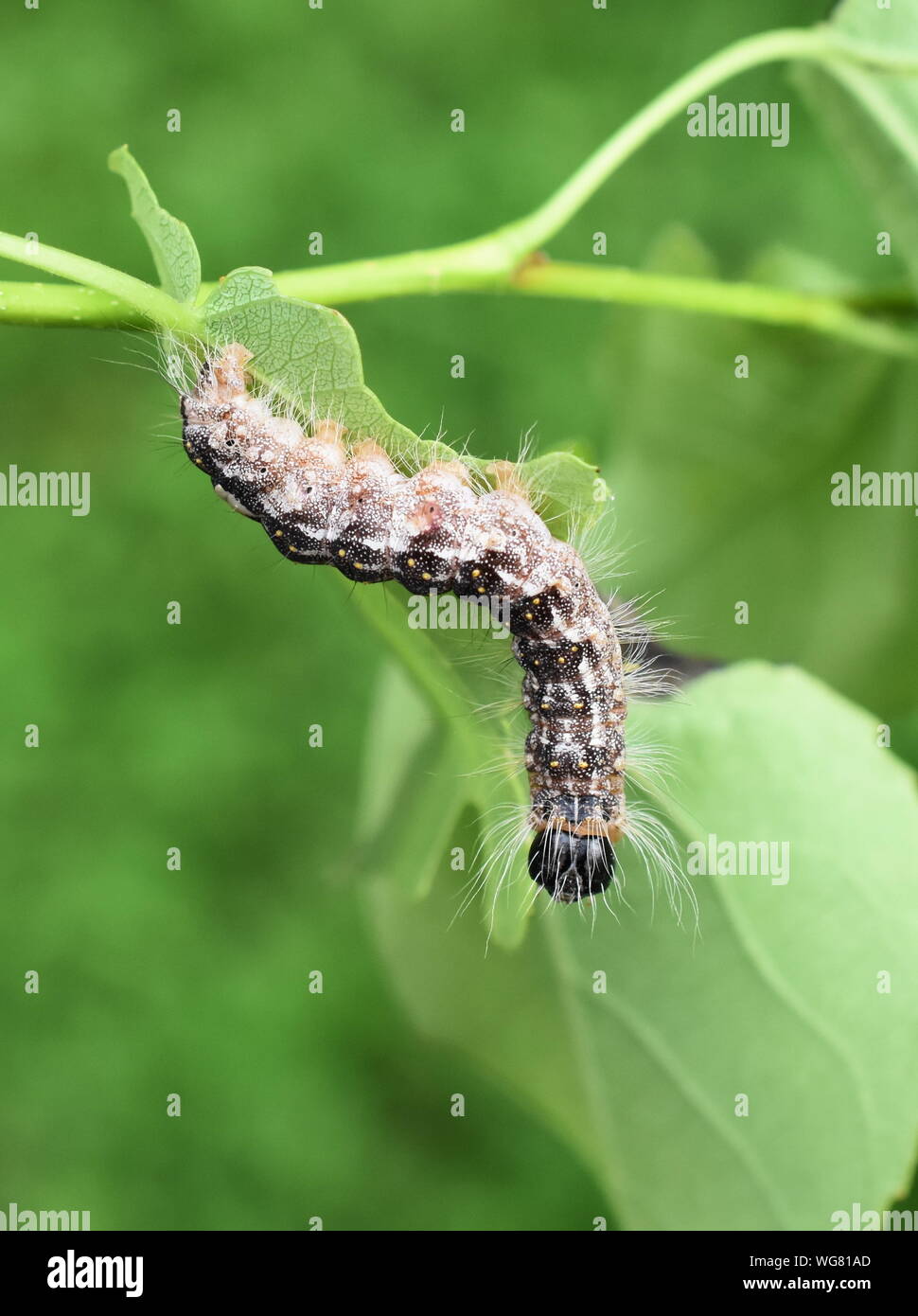 Larvae insect hi-res stock photography and images - Alamy