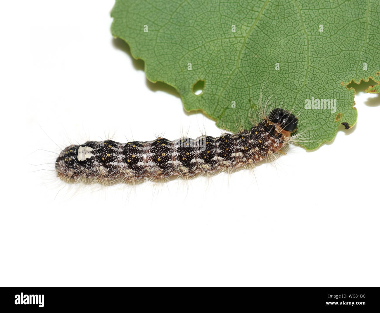 Hairy caterpillar of poplar gray moth Acronicta megacephala on white ...