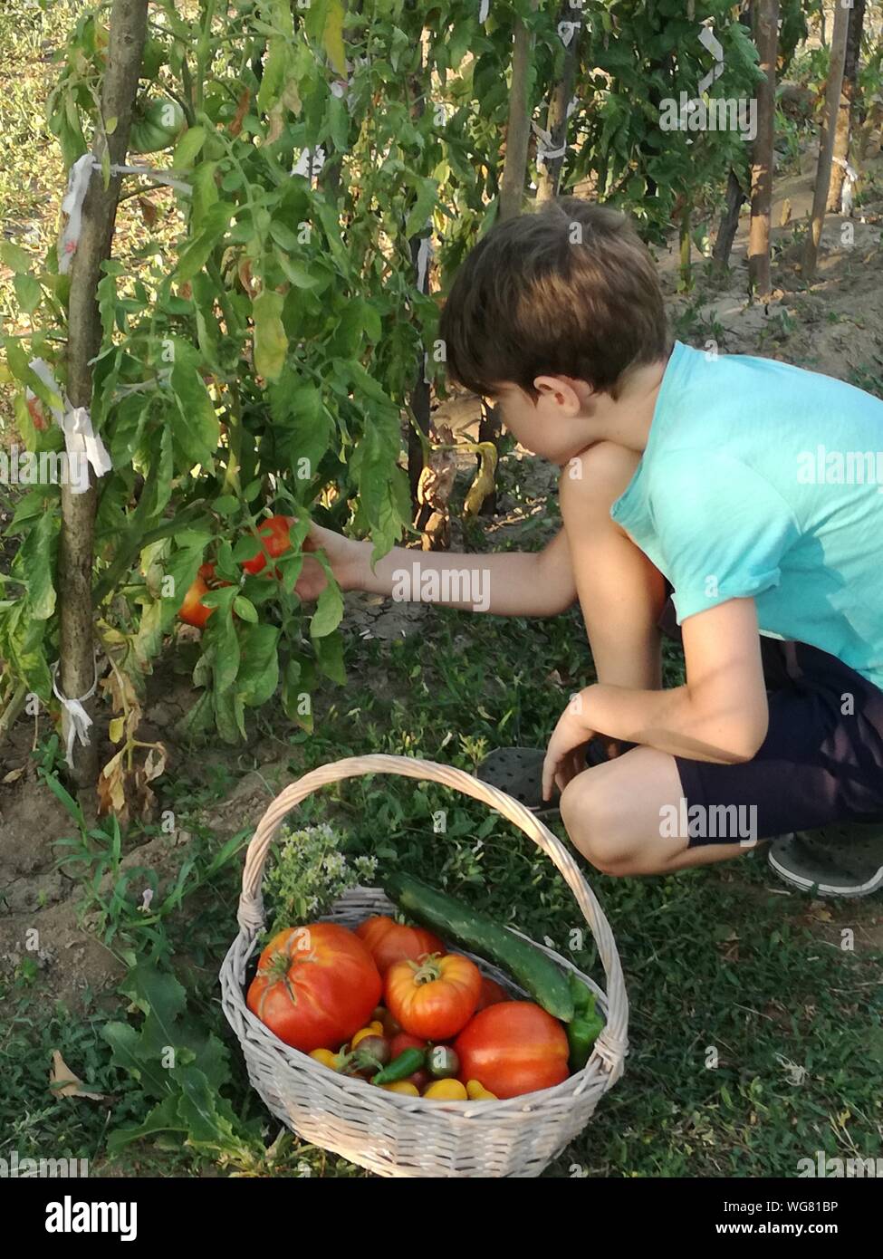 Person picking vegetables in garden hi-res stock photography and images ...
